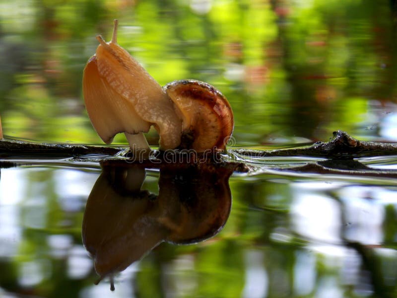 Snail in water and cherry stock photo. Image of macro - 117055790