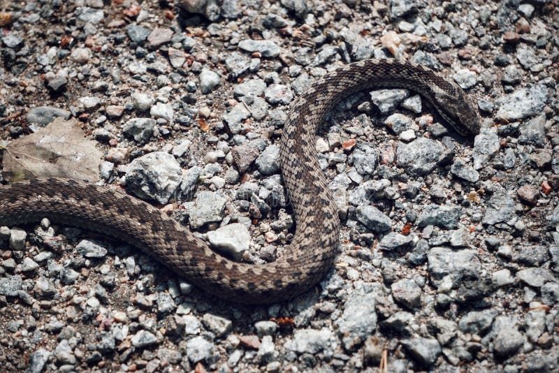 One snake in the ground stock photo. Image of snake - 251729588