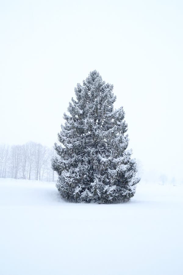 One snowy tree stock photo. Image of branch, needle, christmas - 50705132