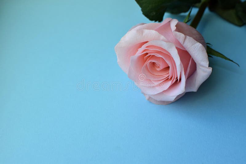 One Soft Pink Rose on a Blue Background. Copy Space Stock Photo - Image ...