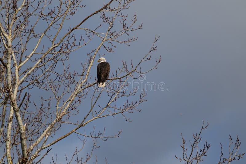 Solitary Eagle stock image. Image of eagle, montane - 167693085