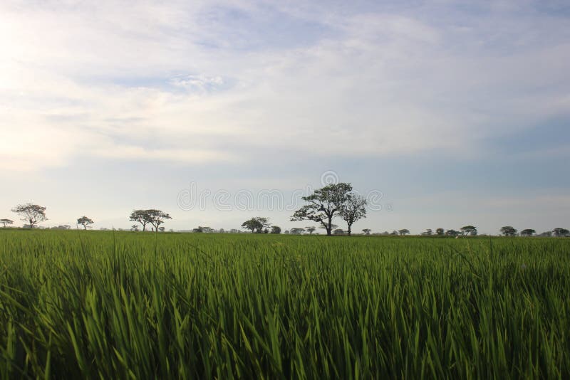 One Source of Food from Rice Fields Stock Image - Image of field ...