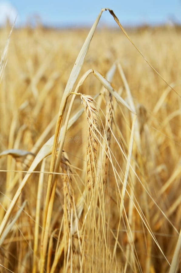 Yellow Wheat Field Against the Blue Sky. Stock Photo - Image of nature ...