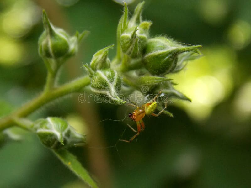 Spider on the bud stock image. Image of nature, color - 116529111