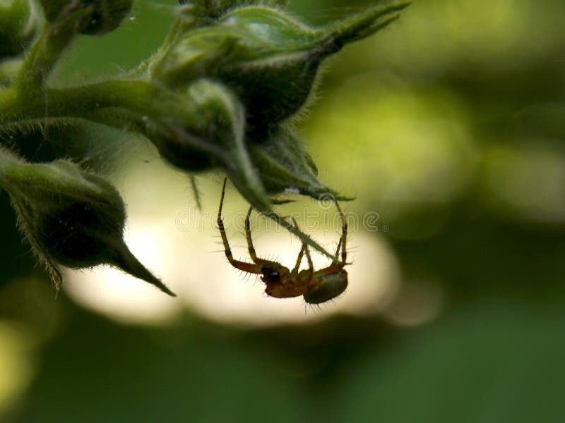 Spider on the bud stock image. Image of leaf, green - 116529127