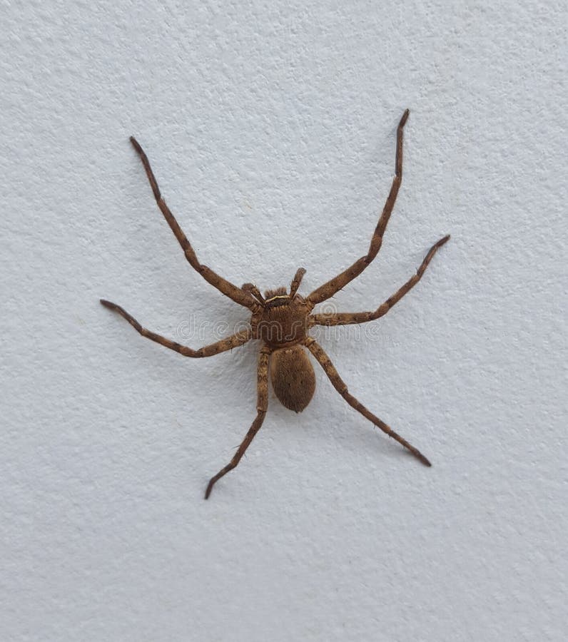 One Spider on Cement Floor Background Stock Image - Image of black ...