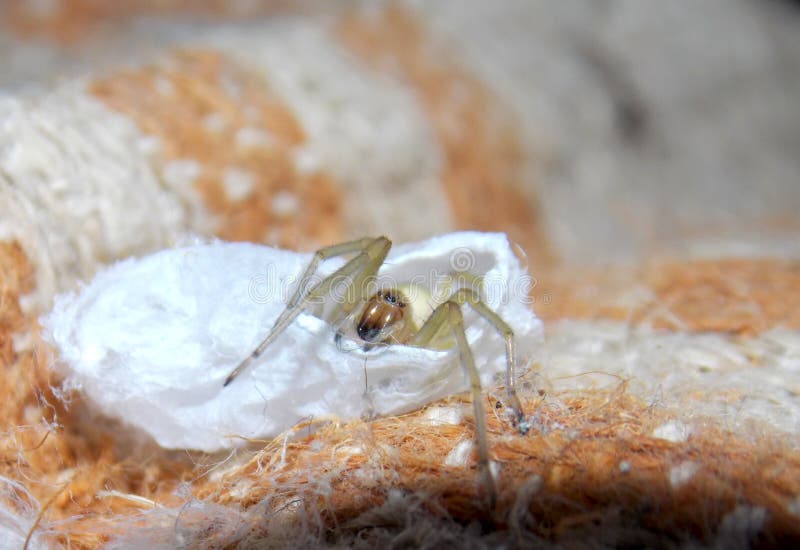 Spider that just hatched stock photo. Image of spider - 127138058