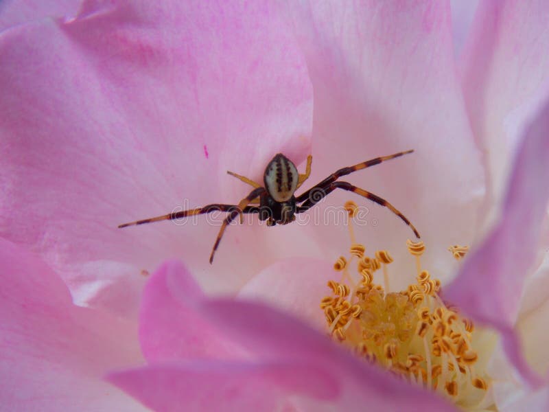Spider on pink rose stock photo. Image of petal, spider - 116529708