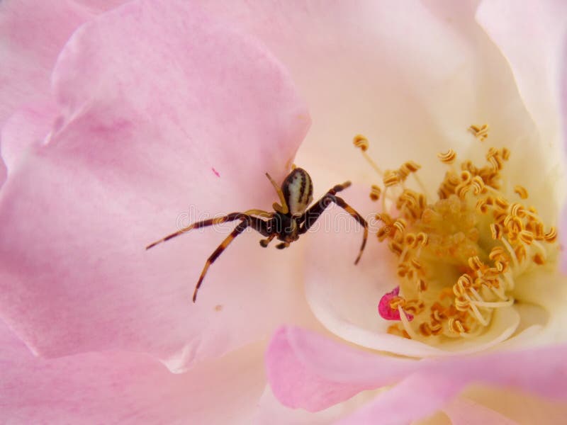 Spider on pink rose stock photo. Image of petal, spider - 116529708