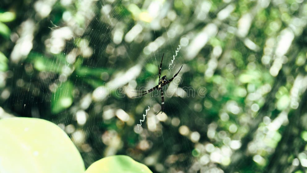 Spider on the Net. the Spider Sits on a Web and Hunts, Waits for Prey ...