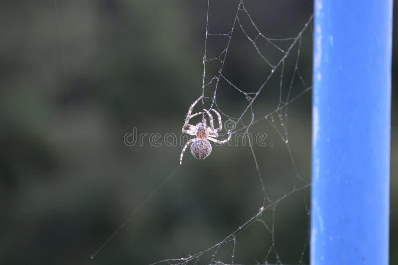 Spider on Spider Web on Bridge Stock Photo - Image of insect, animal ...