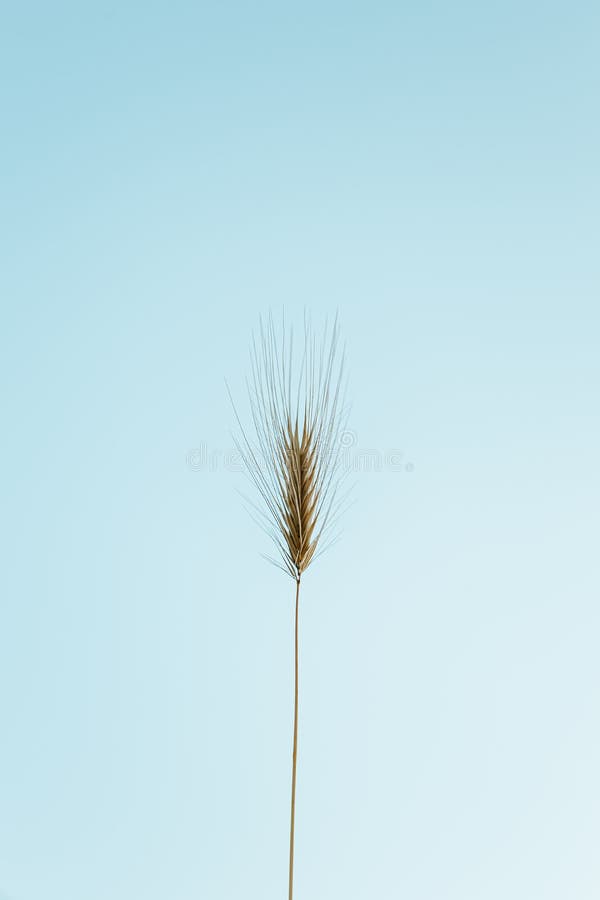 One Spike with a Clear Blue Sky As the Background and Copy Space Stock ...