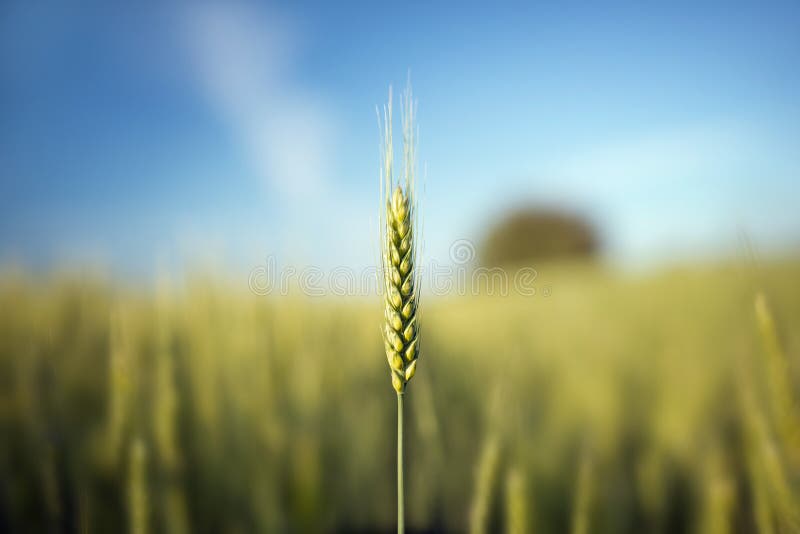 One spike in close up stock photo. Image of green, crop - 208696264