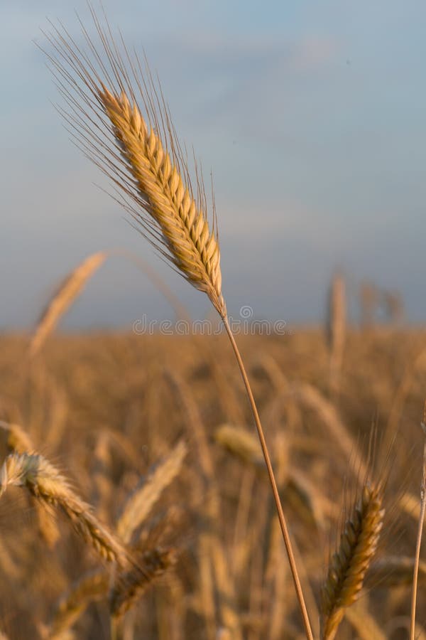 One Spike Rye on Background Field with Blue Sky Stock Photo - Image of ...