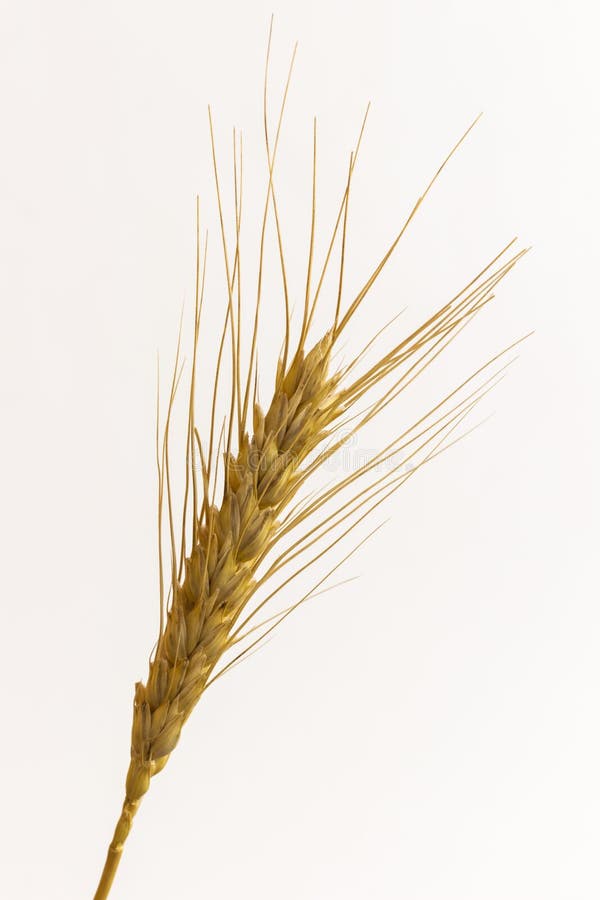 One Spikelet of Wheat. Top View Stock Image - Image of ripe, stem ...