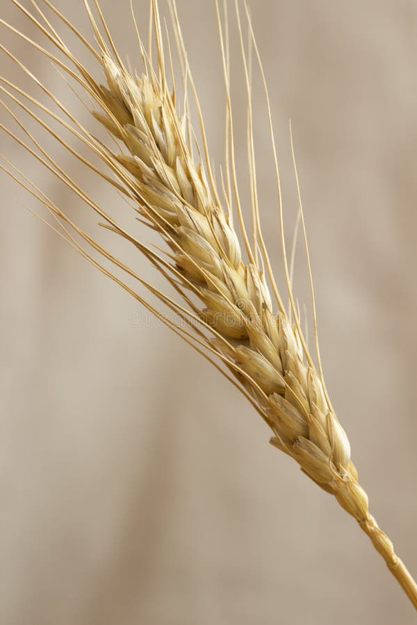 One Spikelet of Wheat. Top View Stock Image - Image of organic, food ...