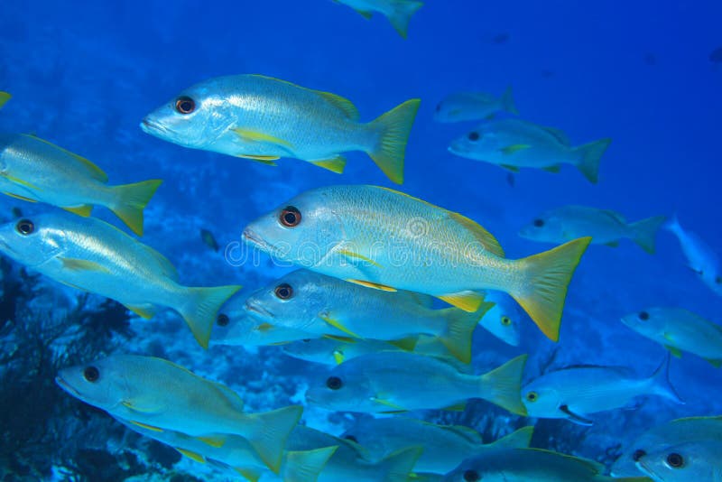 One-spot snapper fish stock image. Image of scuba, reef - 95662101