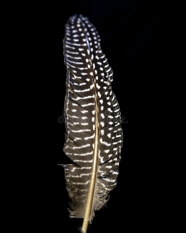 Spotted feather stock photo. Image of fowl, white, gentle - 7274096