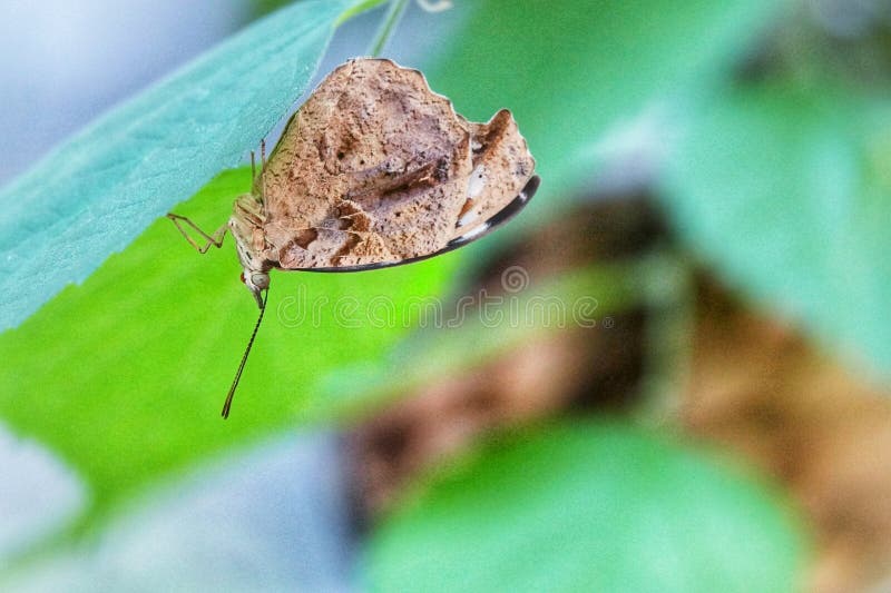 One Spotted Prepona Butterfly at Antipa Museum in Bucharest Stock Image ...