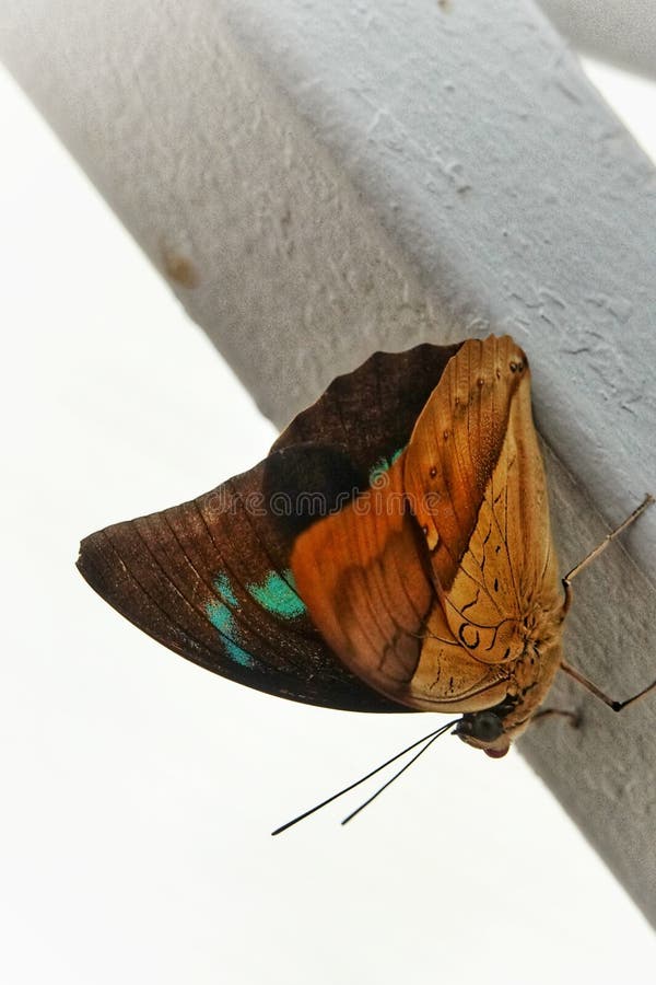 One Spotted Prepona Butterfly at Antipa Museum in Bucharest Stock Photo ...