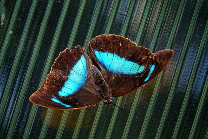 One-spotted Prepona Butterfly at Antipa Museum in Bucharest Stock Photo ...