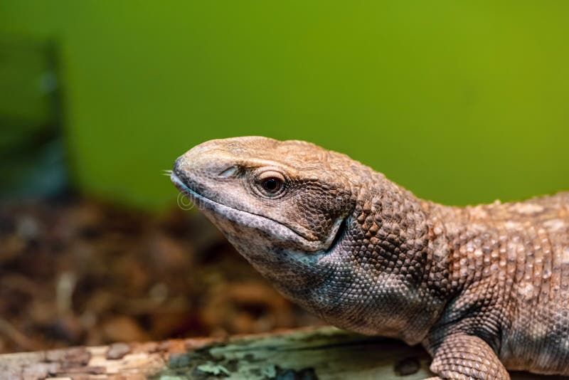 One spotty lizard stock photo. Image of wild, brown - 124334842