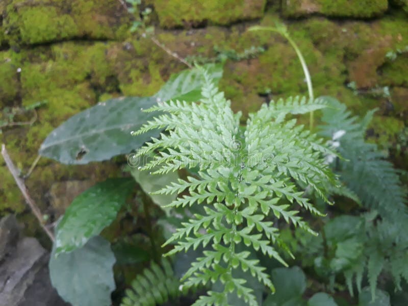 One Sprig of Fern and Greenish Stock Photo - Image of greenish, spring ...