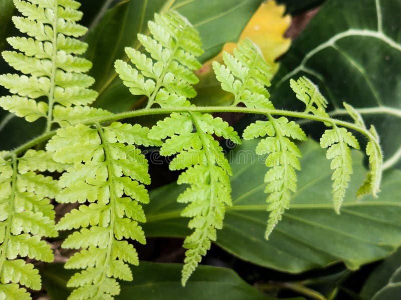 One sprig of forest fern stock image. Image of tree - 270776747