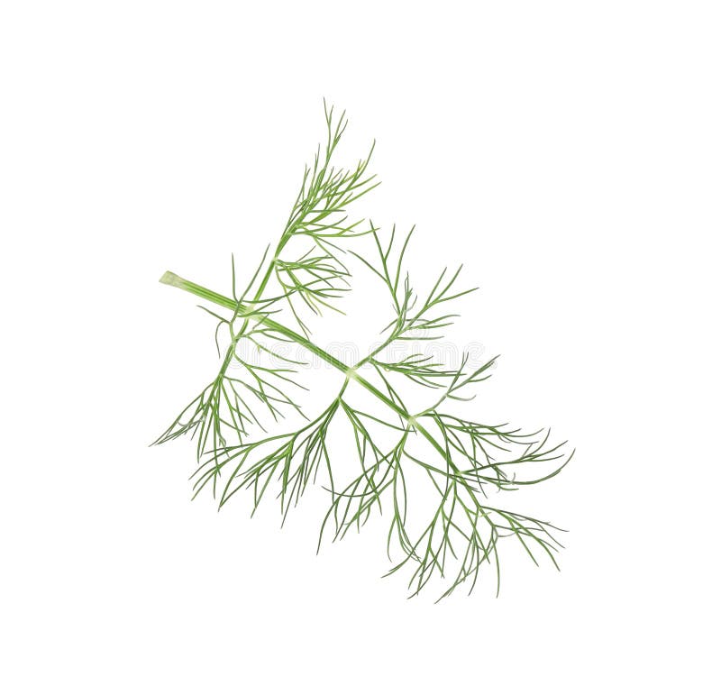 One Sprig of Fresh Dill Isolated on White Stock Photo - Image of cook ...