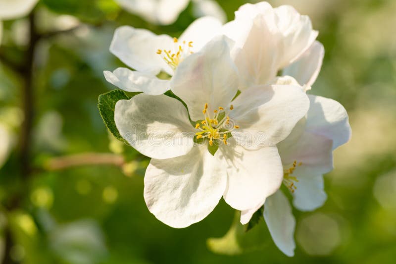 One Spring Flower Blossom. Spring Blossom Flower on Branch Stock Photo ...