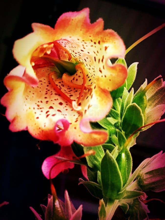 One spring flower stock photo. Image of lonely, colored - 139640942