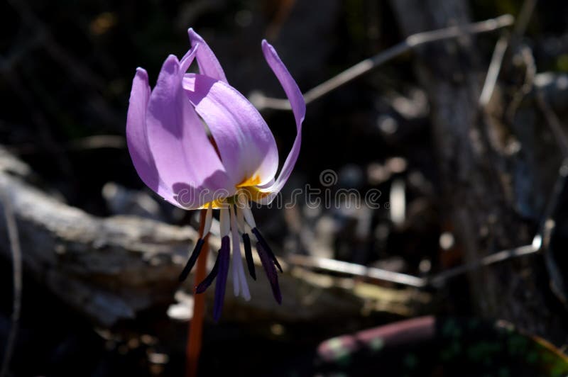 One spring flower stock image. Image of purple, little - 142880973