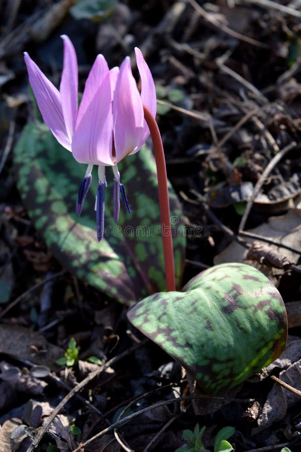 One spring flower stock photo. Image of purple, petal - 142880984