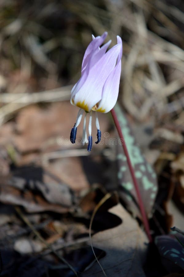 One spring flower stock image. Image of plant, petal - 142881003