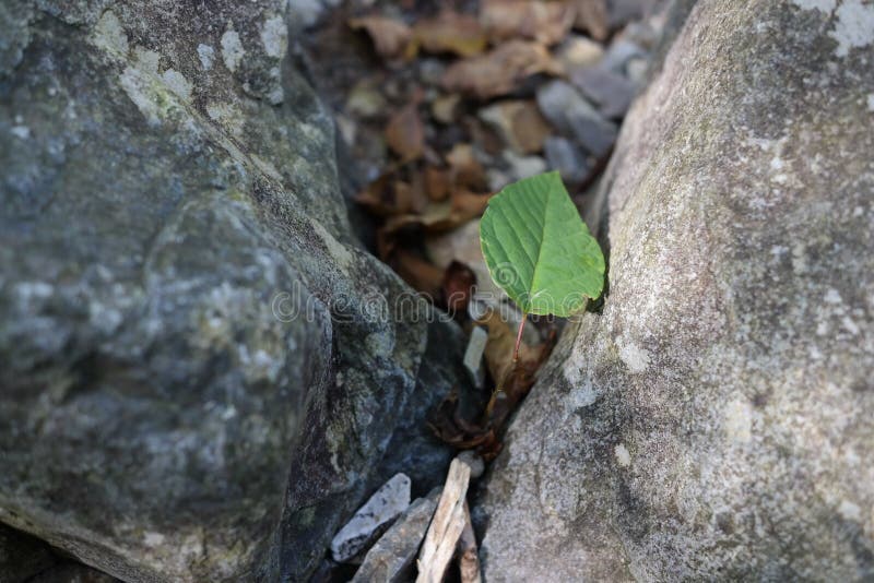 One sprout in autumn stock photo. Image of trunk, wood - 220221196