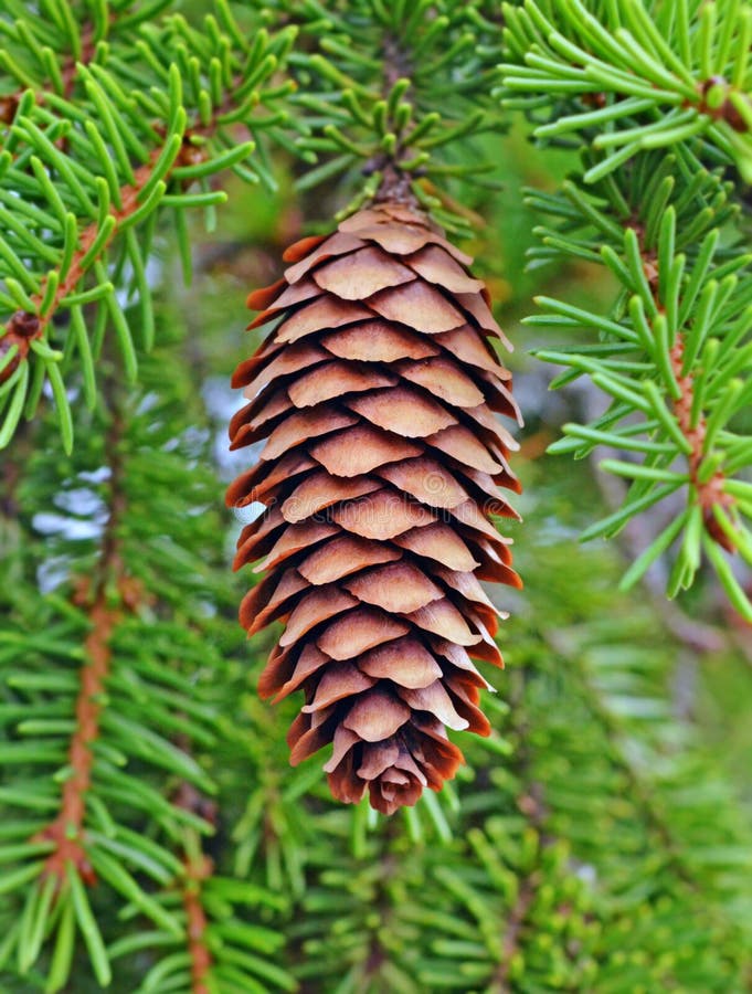 One spruce bump stock image. Image of color, holiday - 200559587