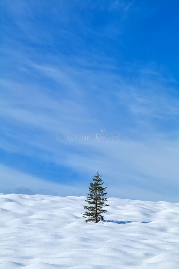 One Spruce Tree on Snowy Hill Stock Image - Image of people, spruce ...