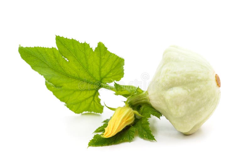 One squash with a flower stock image. Image of harvest - 237994175