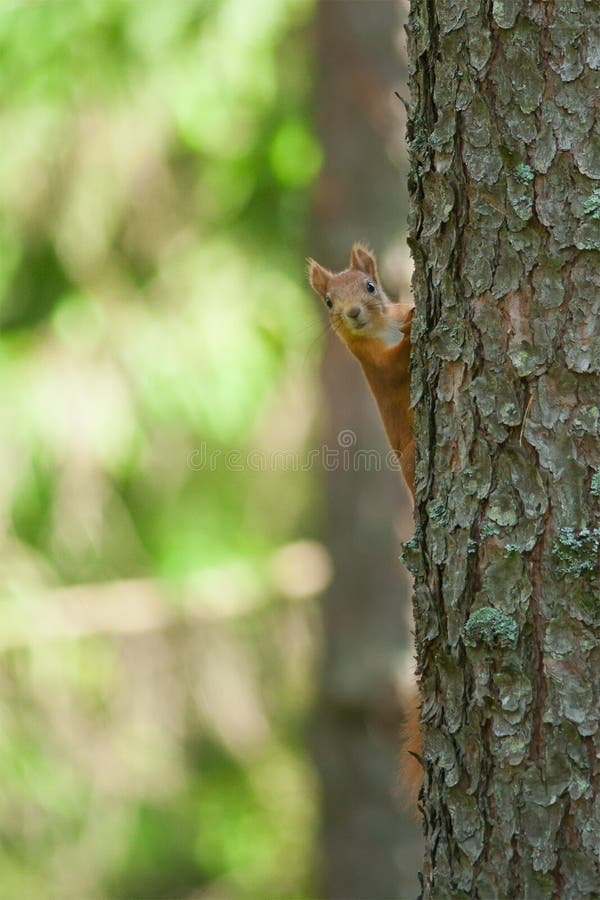 One Squirrel Peeking Behind the Tree Trunk Stock Image - Image of ...