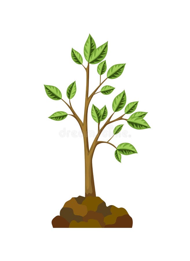 One of the Stages Tree Growth. Tree Growth with Green Leaf and Branches ...