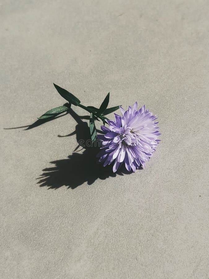 One Stalk Cute and Beautiful Purple Flowers Stock Image - Image of ...