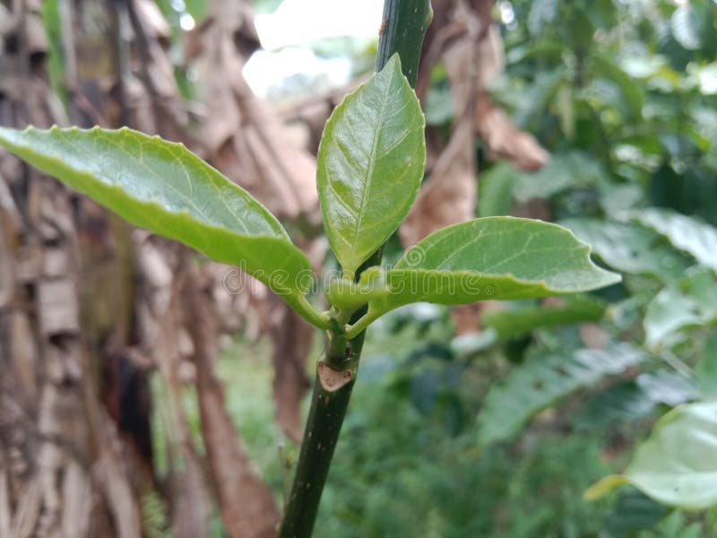 One Stalk of a New Tree Growing Young Shoots Stock Photo - Image of ...