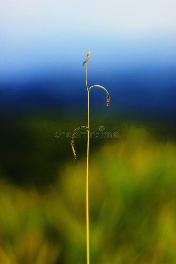 One Stalk of Weed Boleh Background Stock Photo - Image of stalk, boleh ...