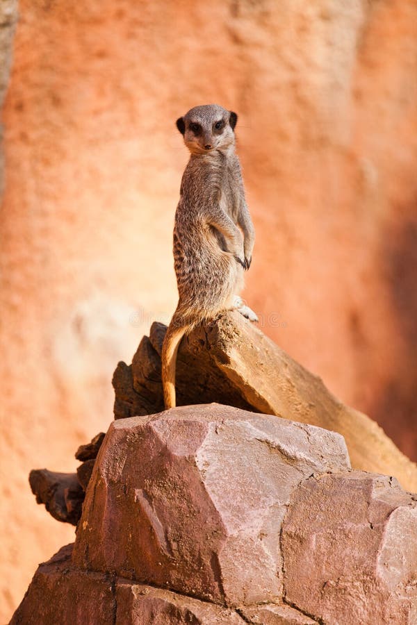 Surikata stock image. Image of nature, mammal, africa - 15059221