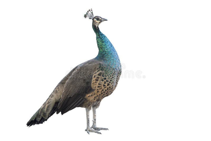 Standing Peacock Looking Left Hand Side Stock Image - Image of outdoor ...