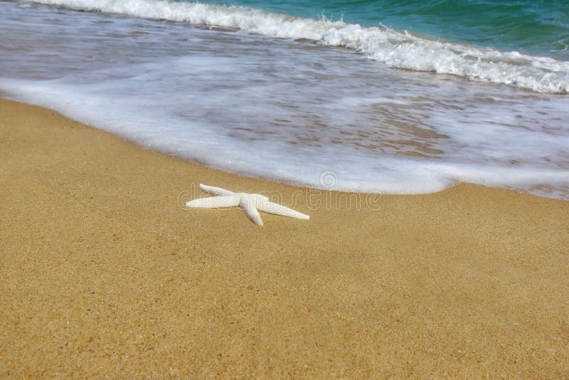 One Starfish on the Beach stock image. Image of fish - 46746775