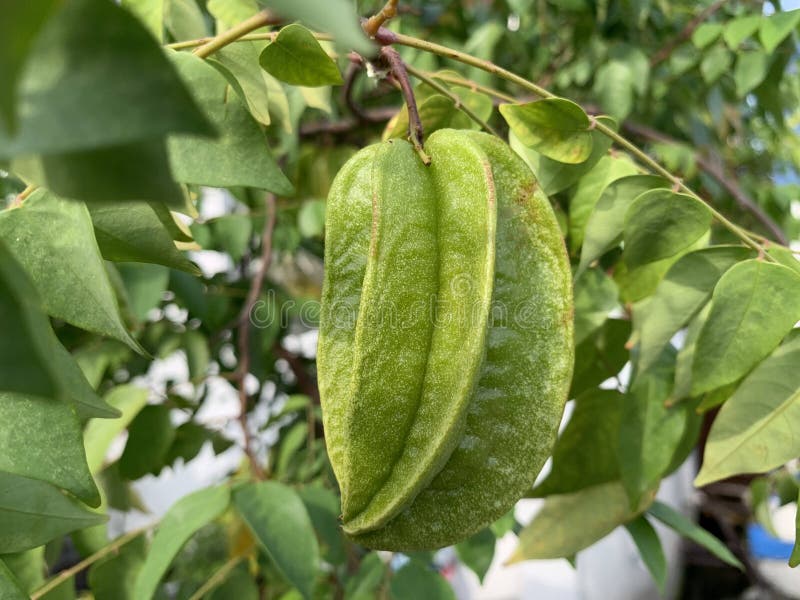 One Starfruit Hanging from a Tree Stock Image - Image of fruit, garden ...