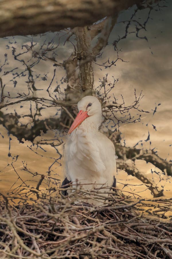 One Stork Build a Nest in a Big Tree. Dramatic Gold Brown Sunset in the ...
