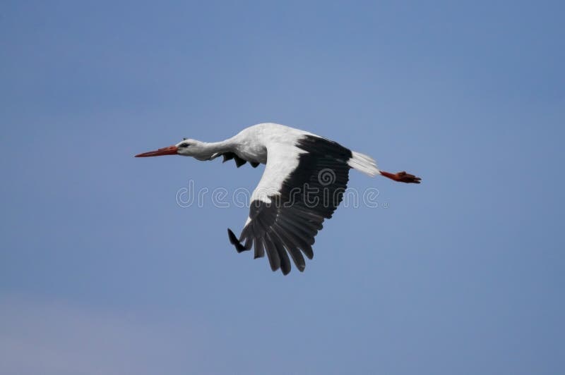One Stork Flying in the Sky Stock Photo - Image of life, stork: 55343570