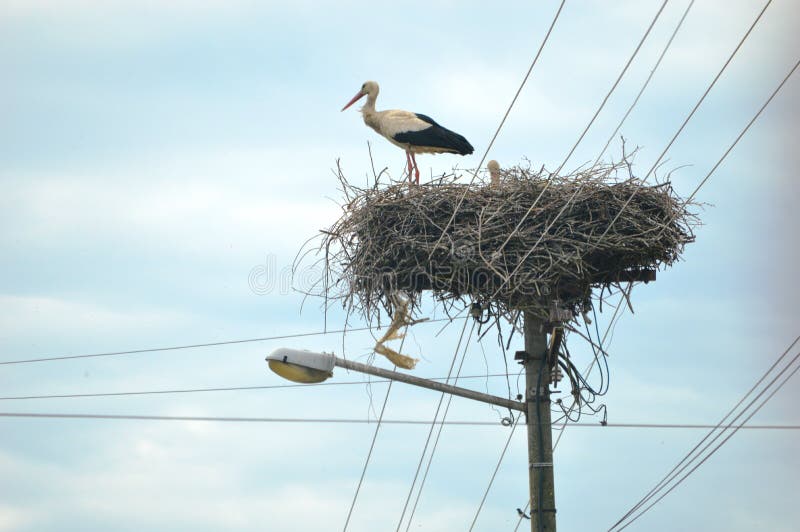 Stork in the nest stock image. Image of nature, bird - 257904223